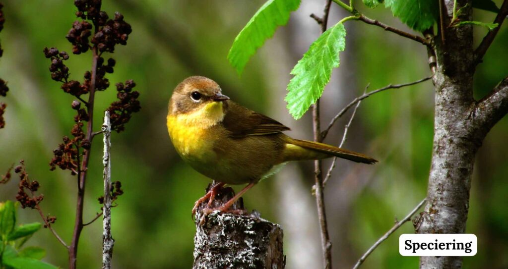 Speciering – Real-World Examples of Evolutionary Speciation